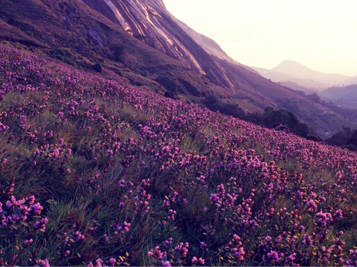 Kurinji Flower Bloom In Munnar | Best Flower Site