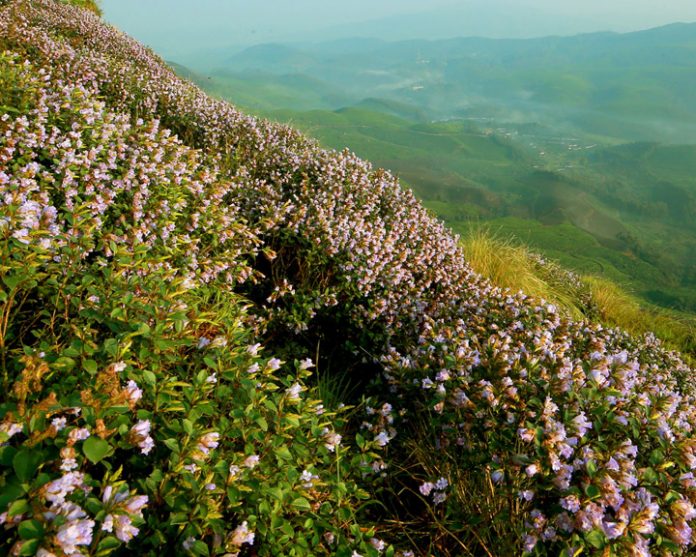 This Once-in-12-years Full Bloom in Munnar is Every Nature Lover's Dre