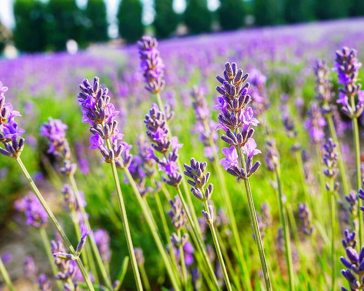 Forget France, Japan Has The Dreamiest Lavender Fields You Need To See