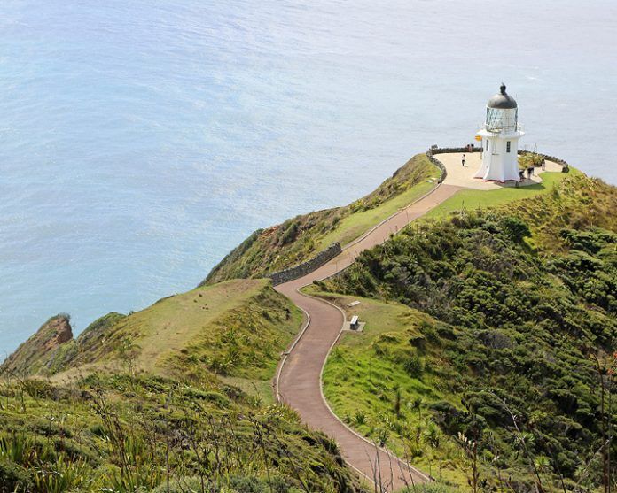 Why Are Kauri Trees An Integral Part Of The Maori Culture In New Zeala