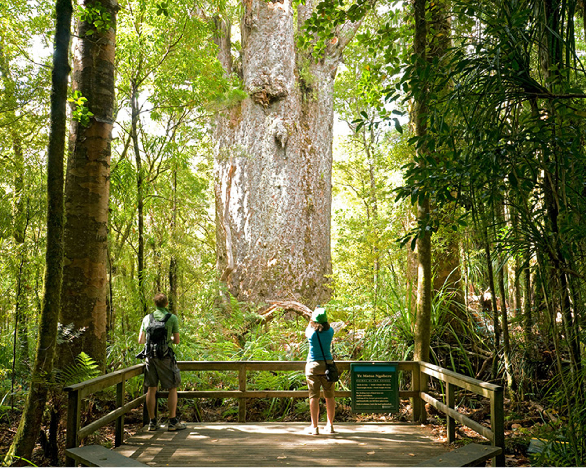 Why Are Kauri Trees An Integral Part Of The Maori Culture In New Zeala
