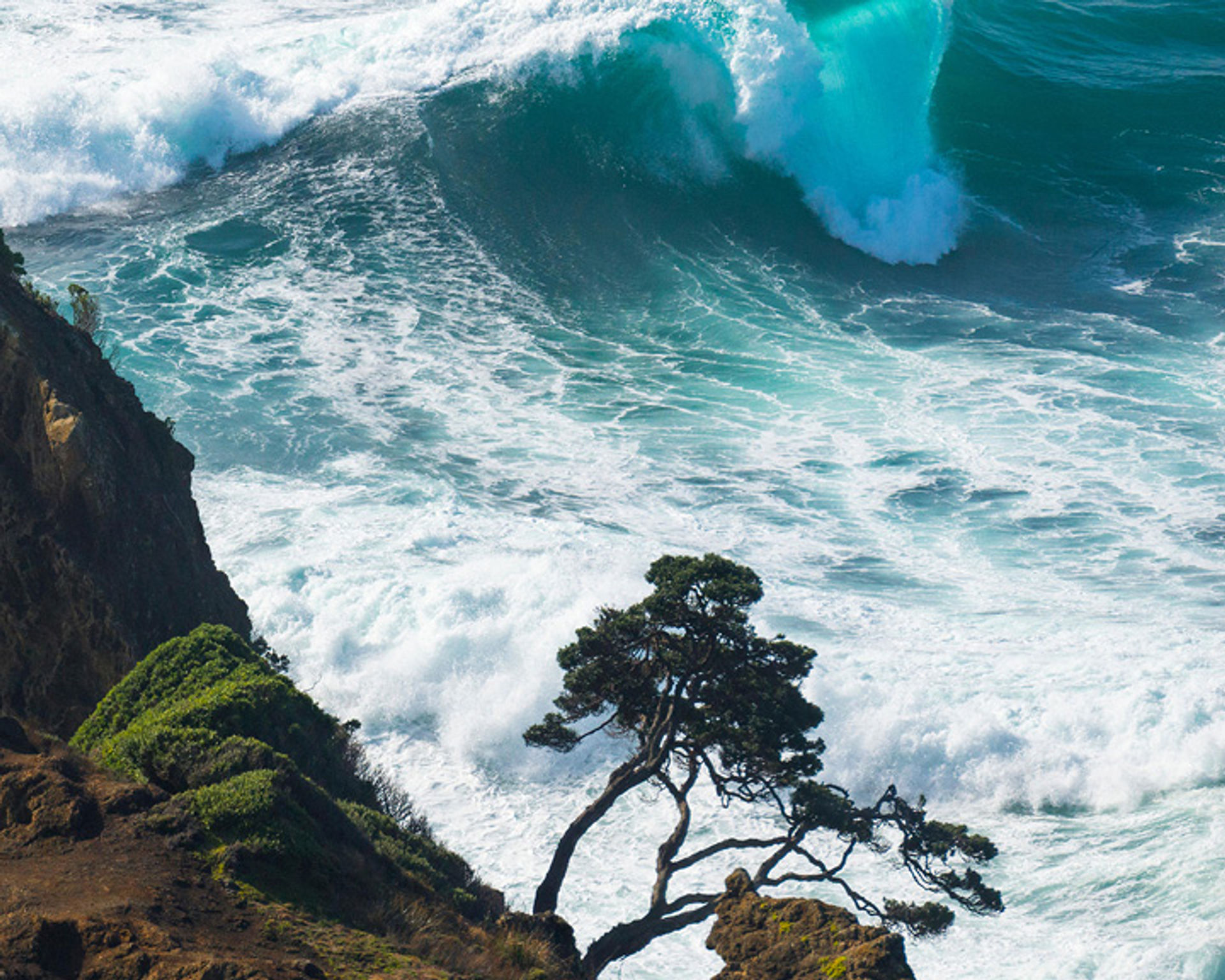 Why Are Kauri Trees An Integral Part Of The Maori Culture In New Zeala