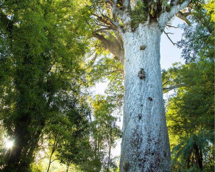 Why Are Kauri Trees An Integral Part Of The Maori Culture In New Zeala