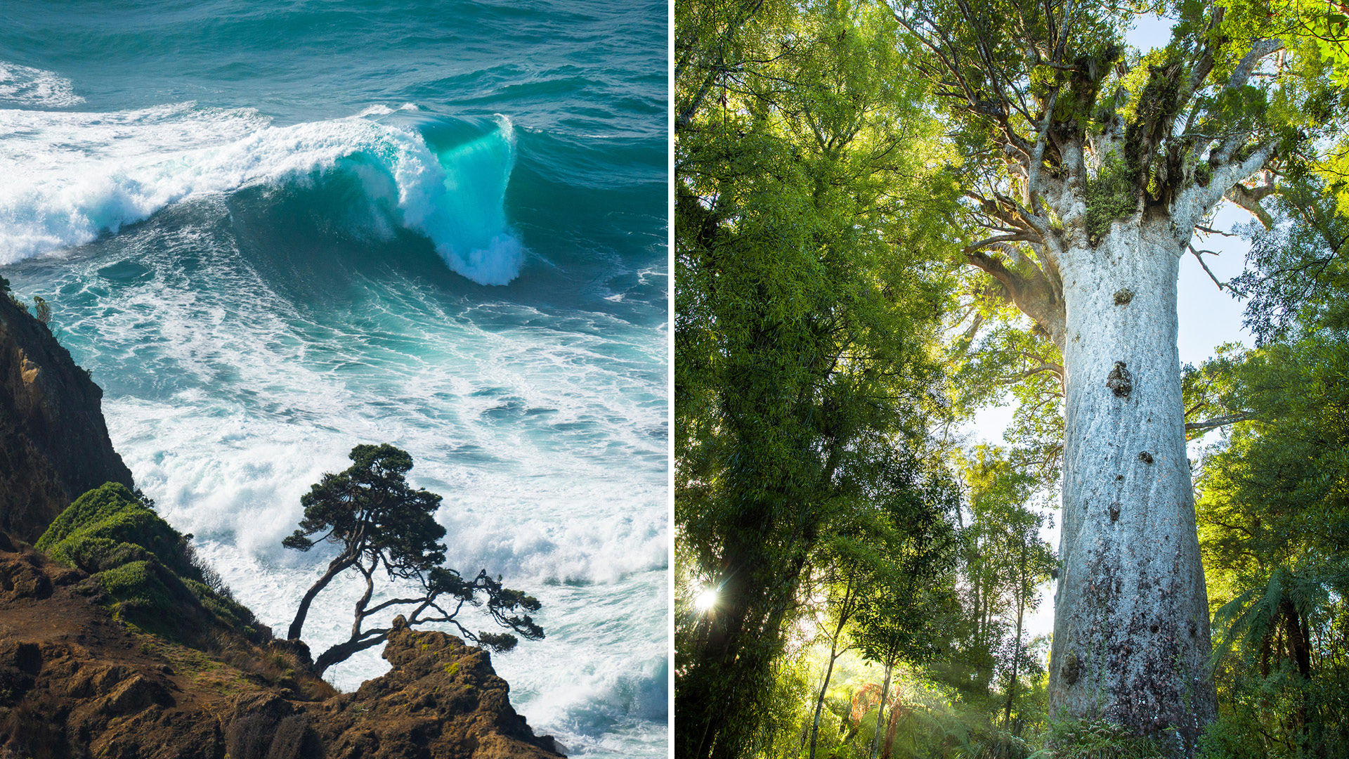 Why Are Kauri Trees An Integral Part Of The Maori Culture In New Zeala
