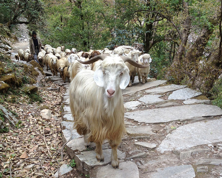Take A Trek To Pindari Glacier To See Magic Unfurl Before Your Eyes