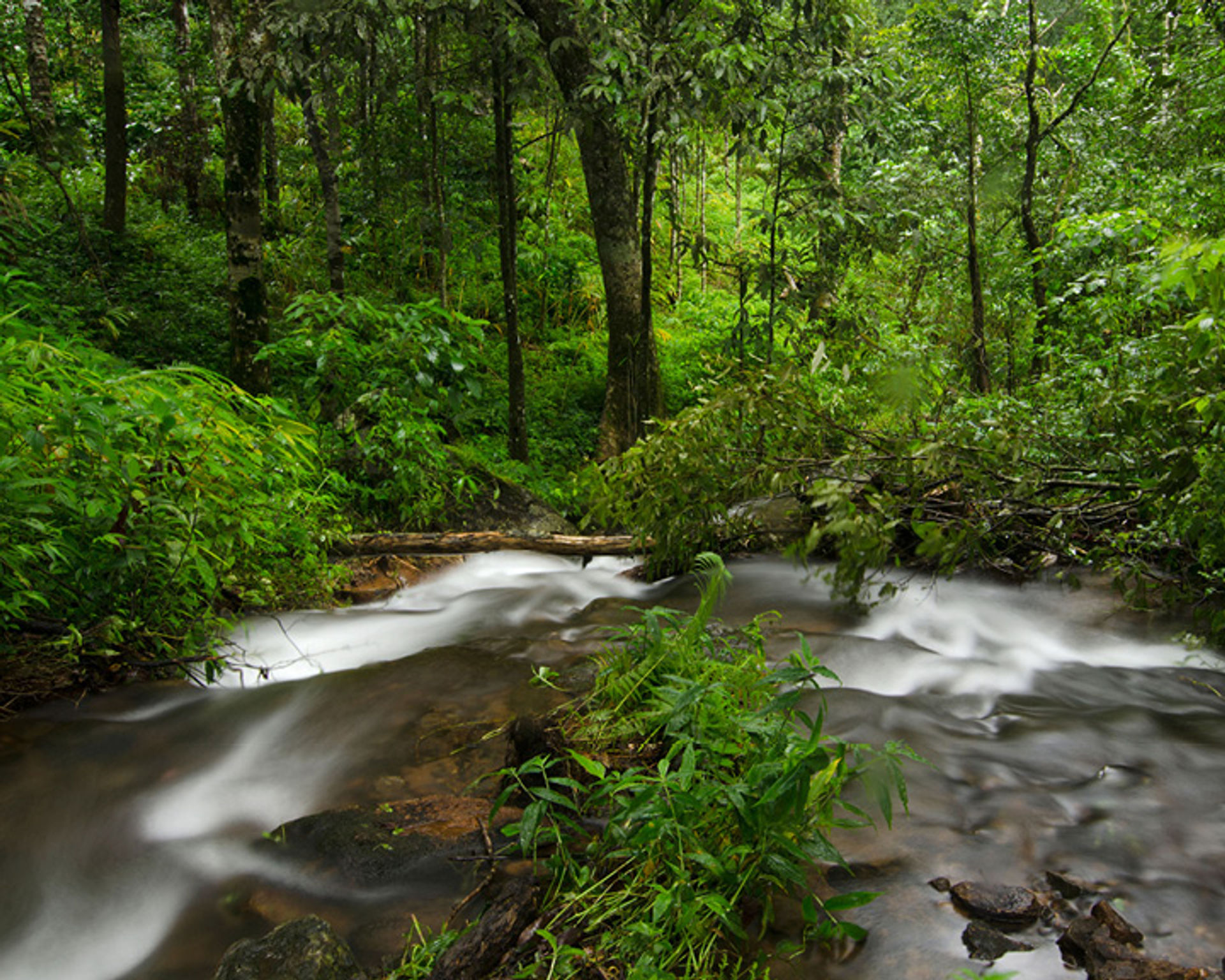 Here's Everything You Need To Know About The Diverse Taste Of Coorg