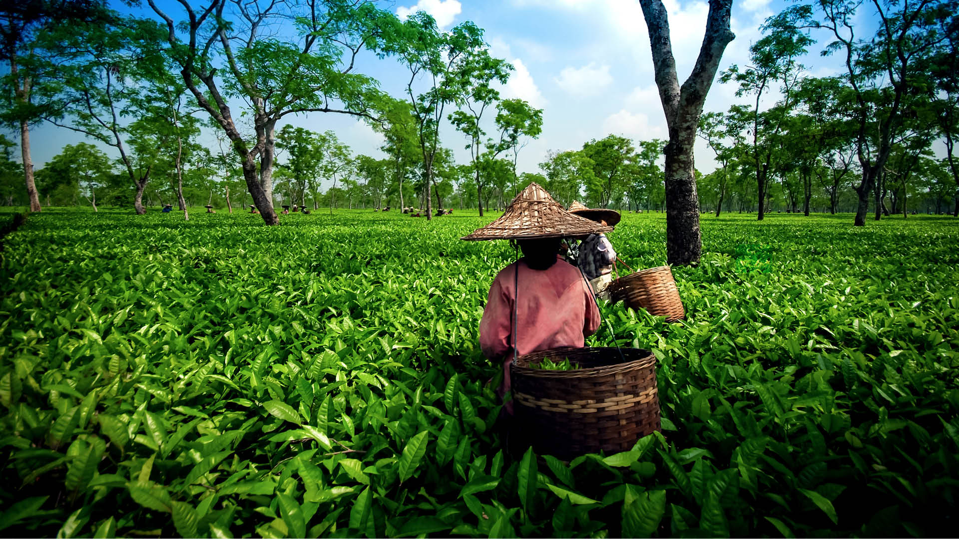 Here's The Story Of The New Miracle Drink Known As The Yellow Tea