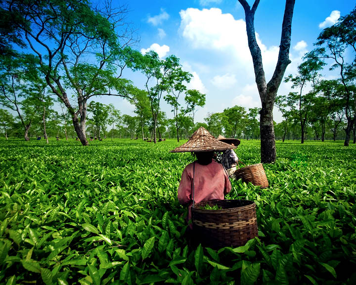 Here's The Story Of The New Miracle Drink Known As The Yellow Tea