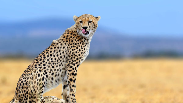 Supreme Cheetah Wallpaper