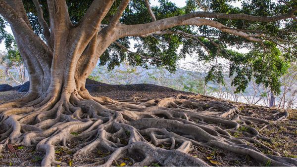 This 2,000-Year-Old Tree In The US Is The Largest Living Tree On Earth!