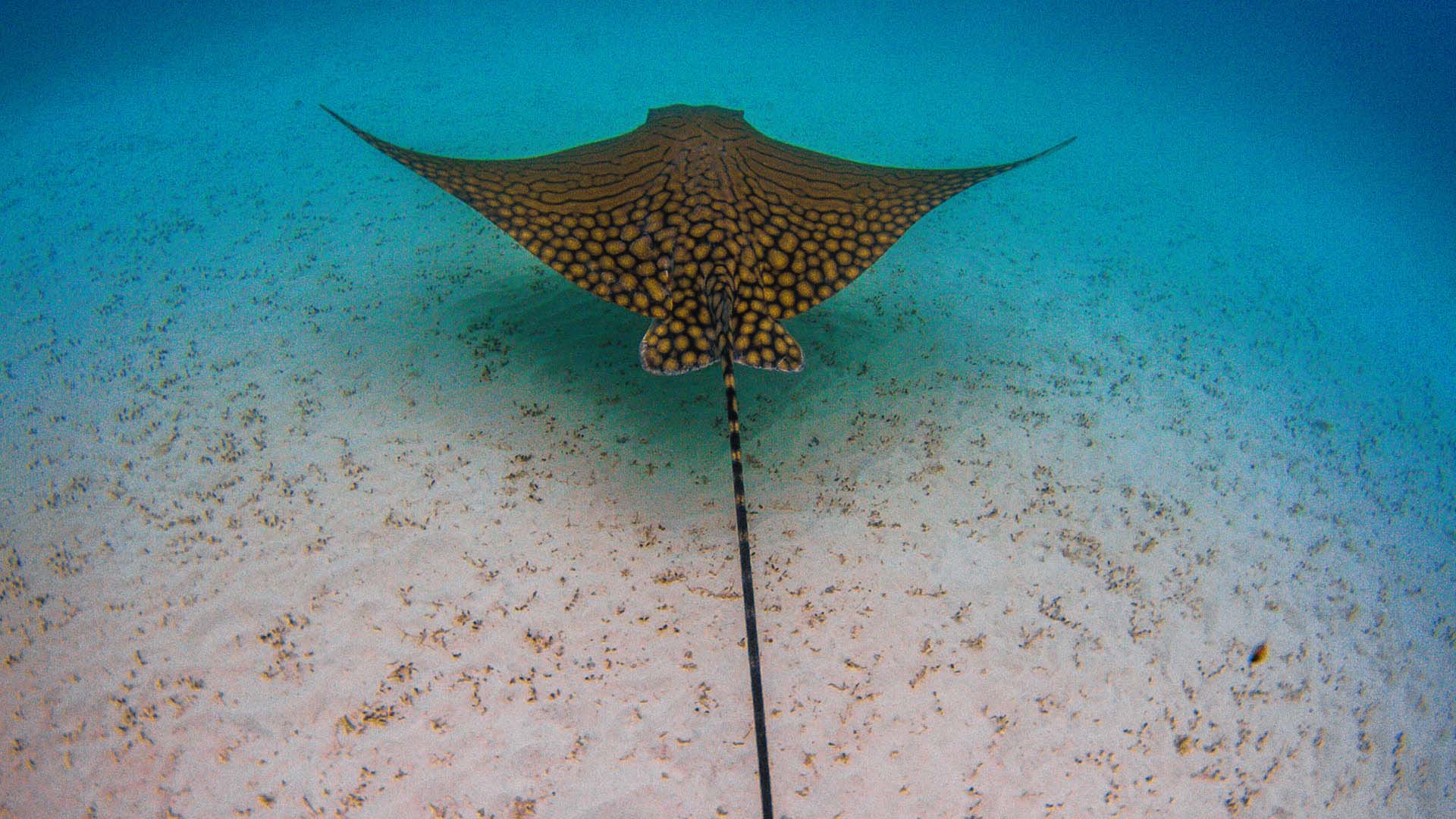 #SomeGoodNews:Rare Ornate Eagle Ray Spotted In Australia For The First