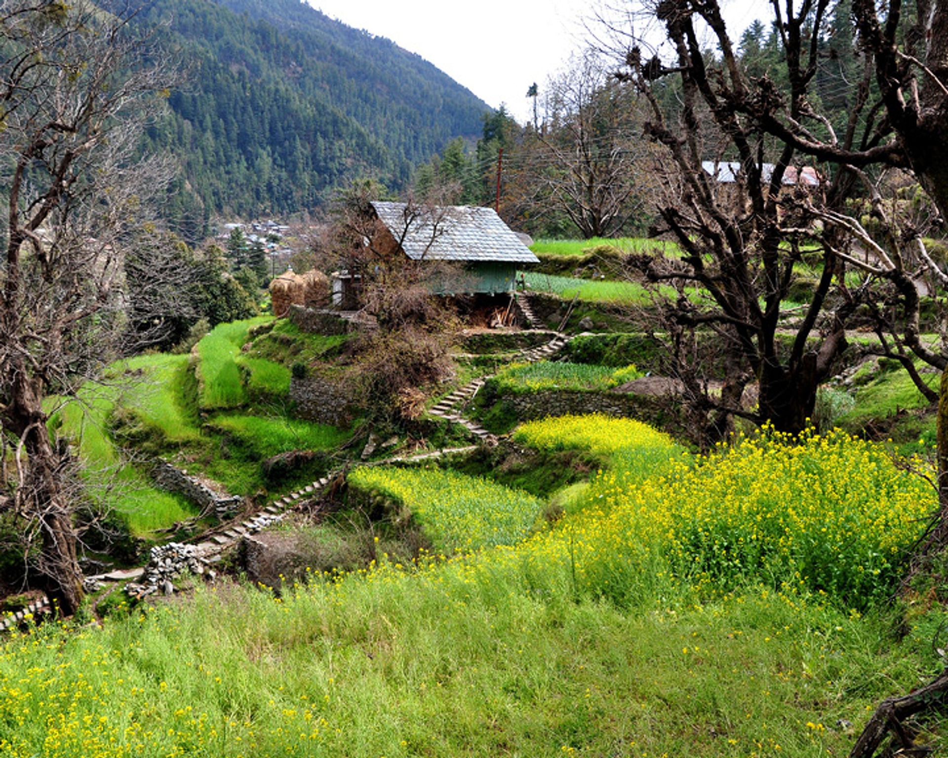 Himachal Pradesh’s Barot Offers An Experience Of A Lifetime
