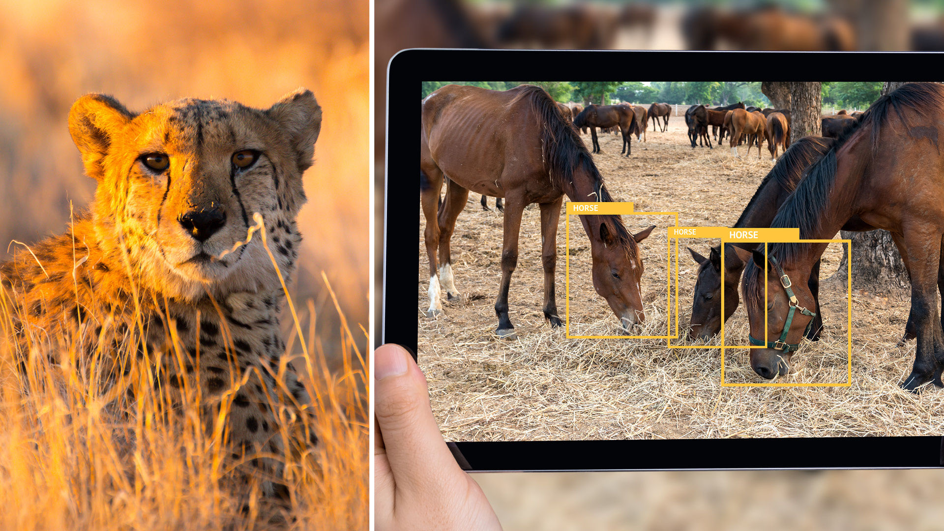 Artificial Intelligence Can Now Help Conserve Wildlife! All The Detail