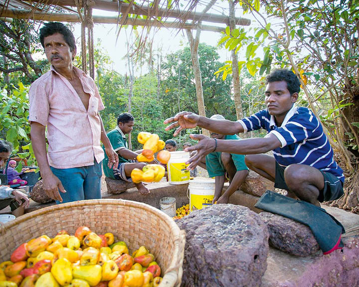 Forget Wine Or Whiskey Tasting, A Feni Tour In Goa Is What You Need On