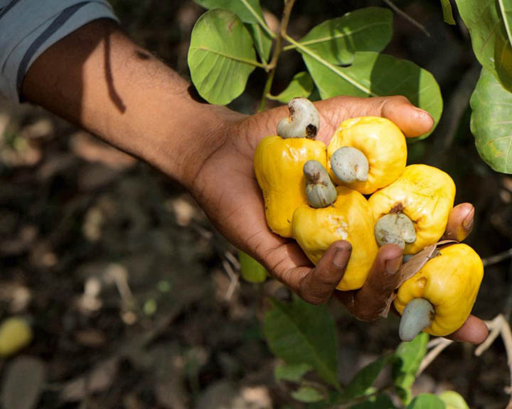 Forget Wine Or Whiskey Tasting, A Feni Tour In Goa Is What You Need On