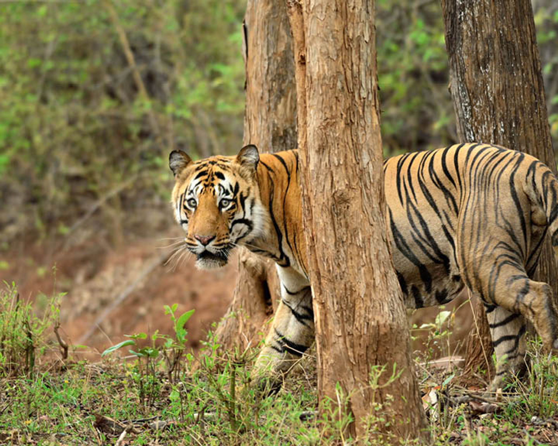 Behind The Successful Revival Of Tadoba-Andhari Tiger Reserve Is A Fat