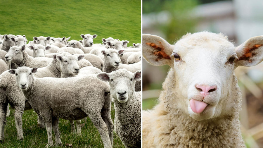 The World’s Most Expensive Sheep, Double Diamond, Sold For INR 3.5 Cro