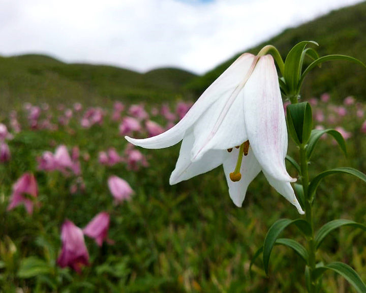 India Bucket List: Visit The Magical Land Of Dzukou Valley