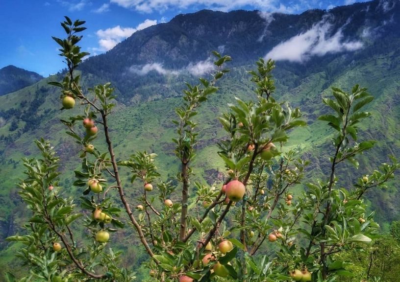 This Man's Sustainable Ideas Are Putting Uttarakhand's Kalap On Every