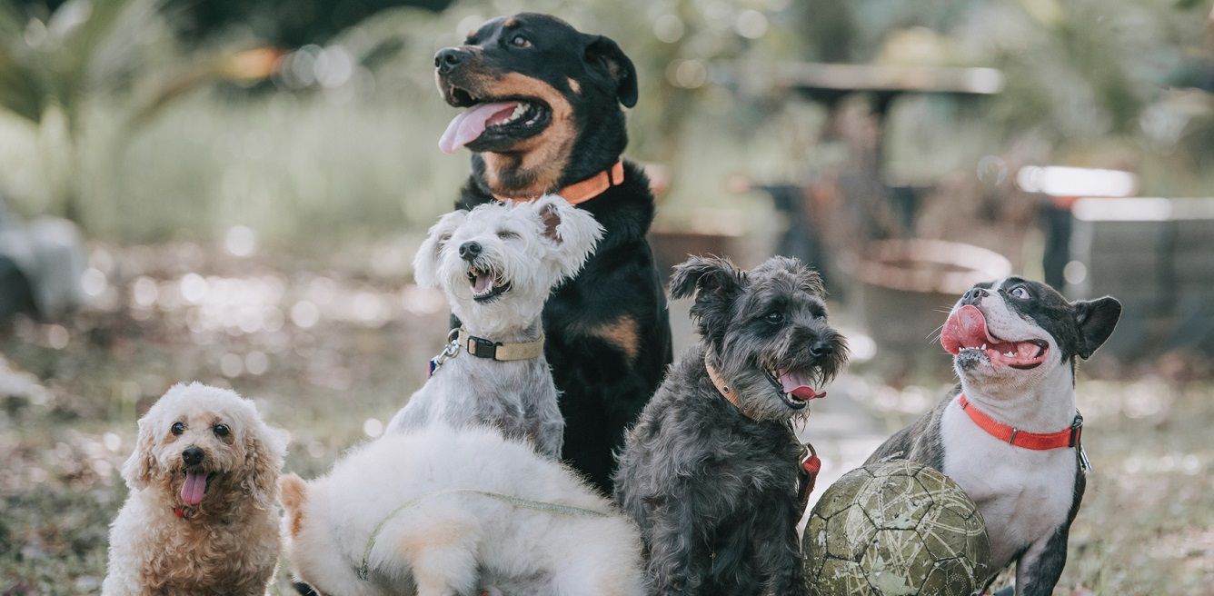 These Are The Most Popular Dog Breed In Every Country