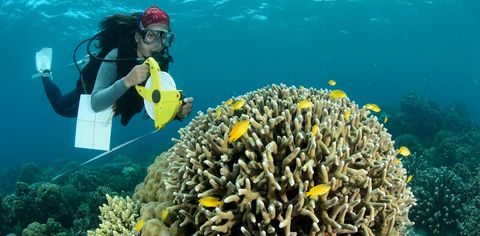World Environment Day: Marine Conservation Projects In Asia-Pacific