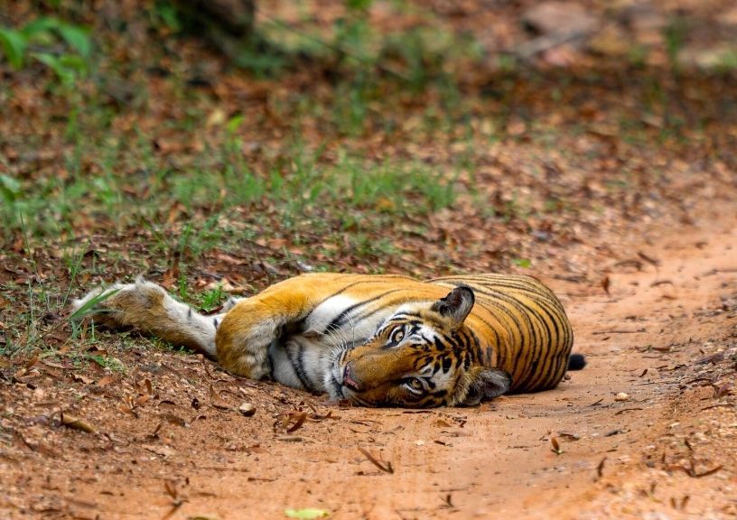 Meet Suyash Keshari the 25-Year-Old Who's Spent A Decade Amid Wildlife