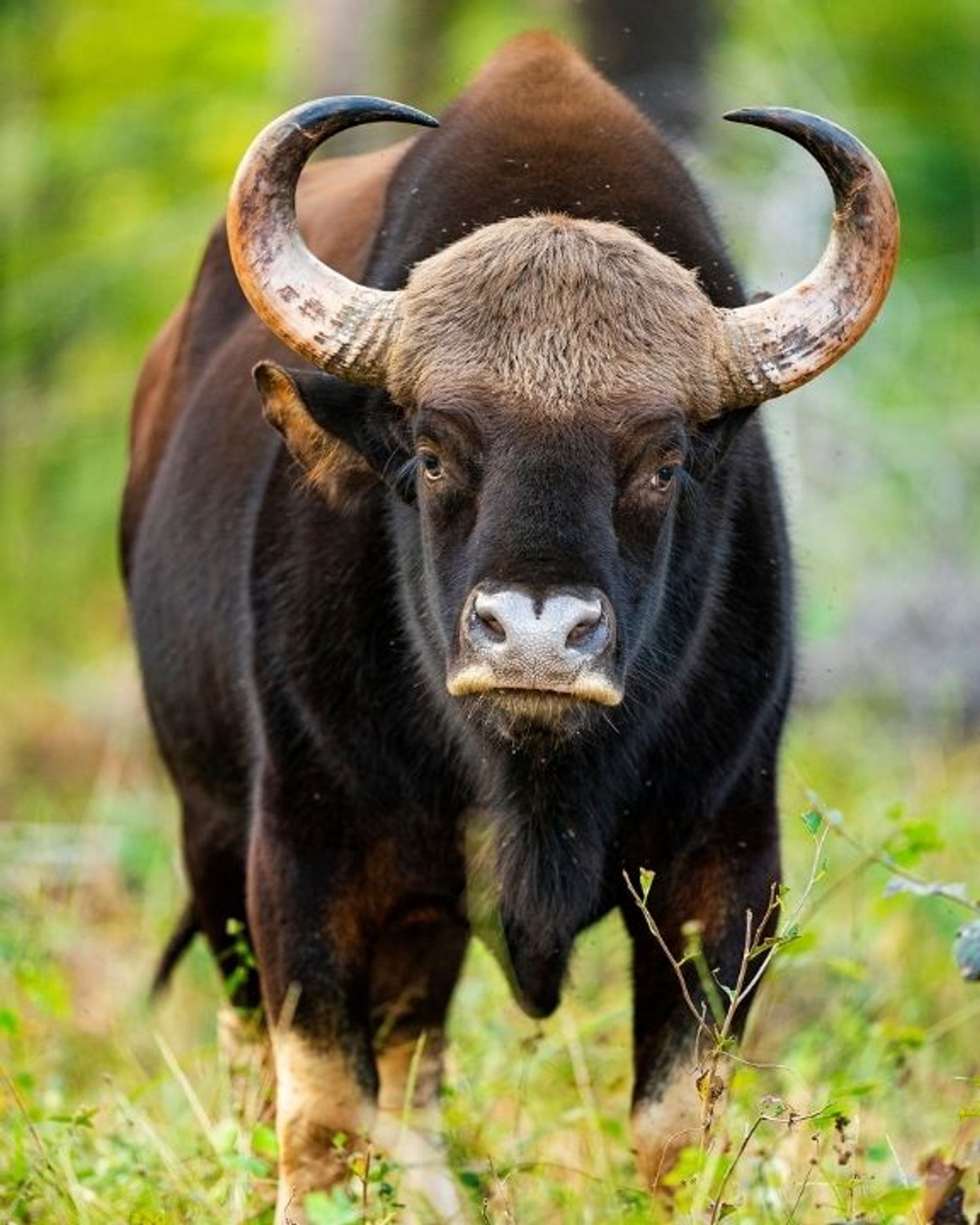 Meet Suyash Keshari the 25-Year-Old Who's Spent A Decade Amid Wildlife