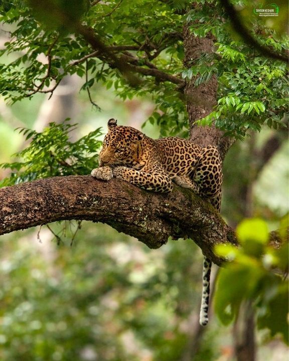 Meet Suyash Keshari the 25-Year-Old Who's Spent A Decade Amid Wildlife