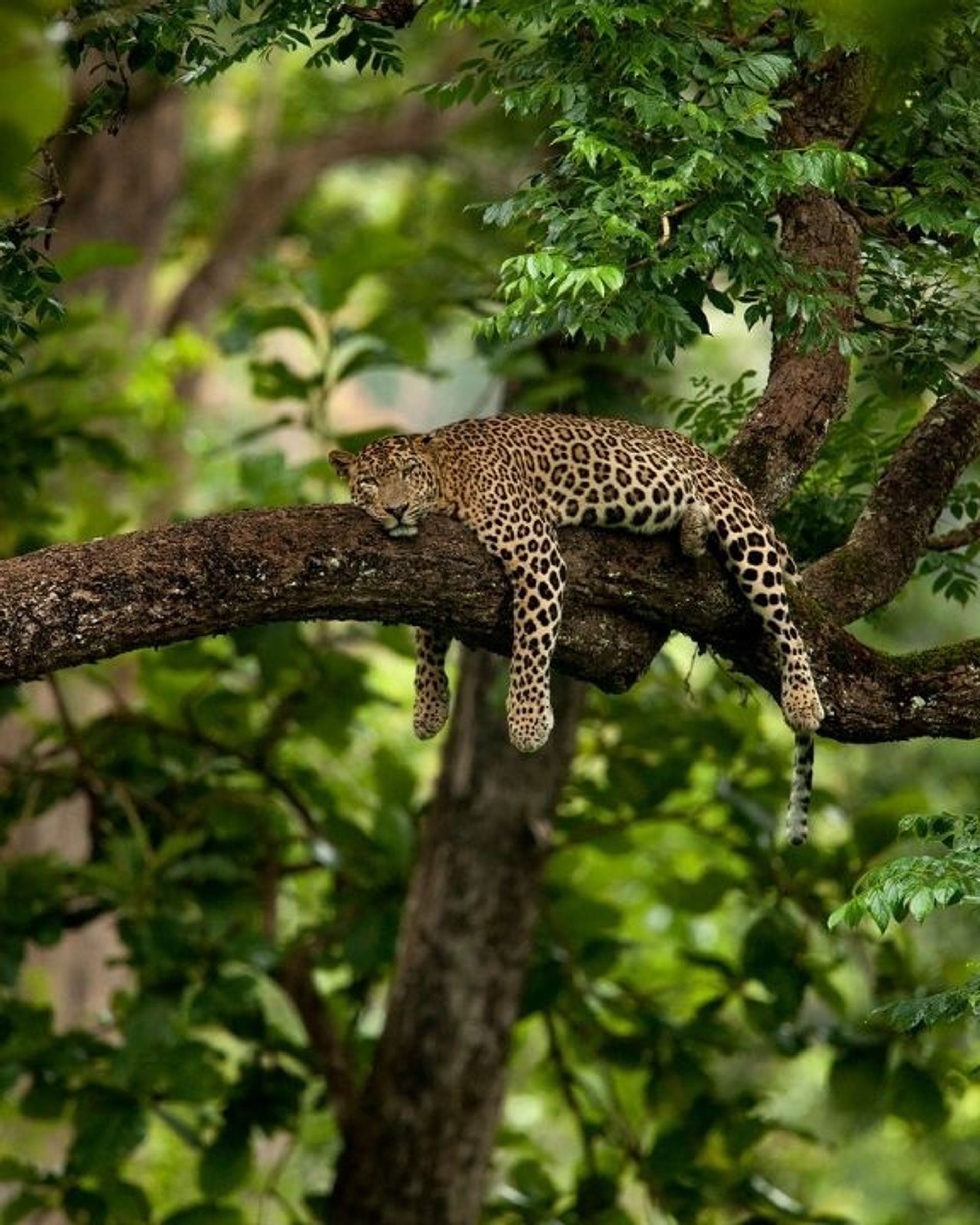 Meet Suyash Keshari the 25-Year-Old Who's Spent A Decade Amid Wildlife