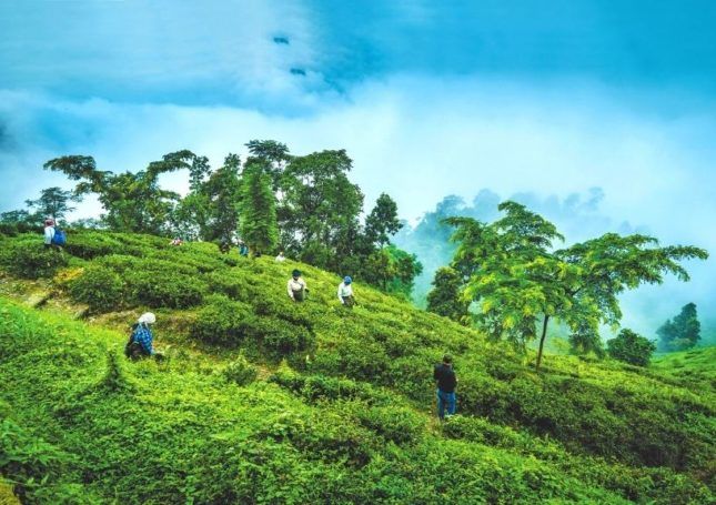We Visited Makaibari Tea Estate To Sample India's Most Expensive Tea