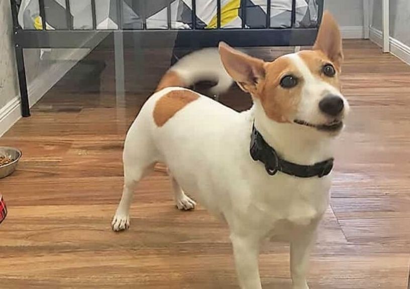 Luxury Unleashed: The Ultimate Pet Hotels For Your Four-Legged Buddy