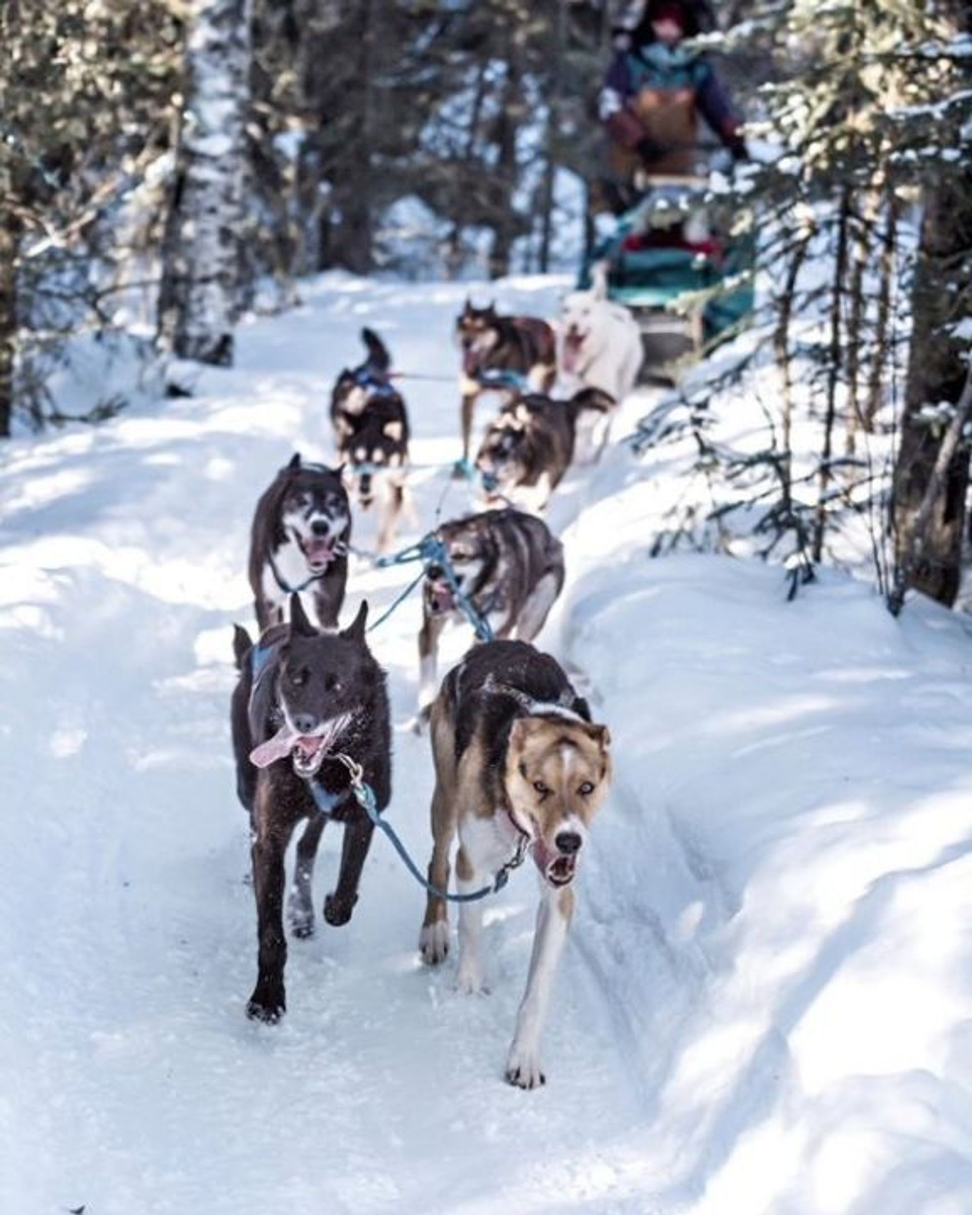 Discover The Alaskan Sport Of Mushing, Aka Dogsled Racing