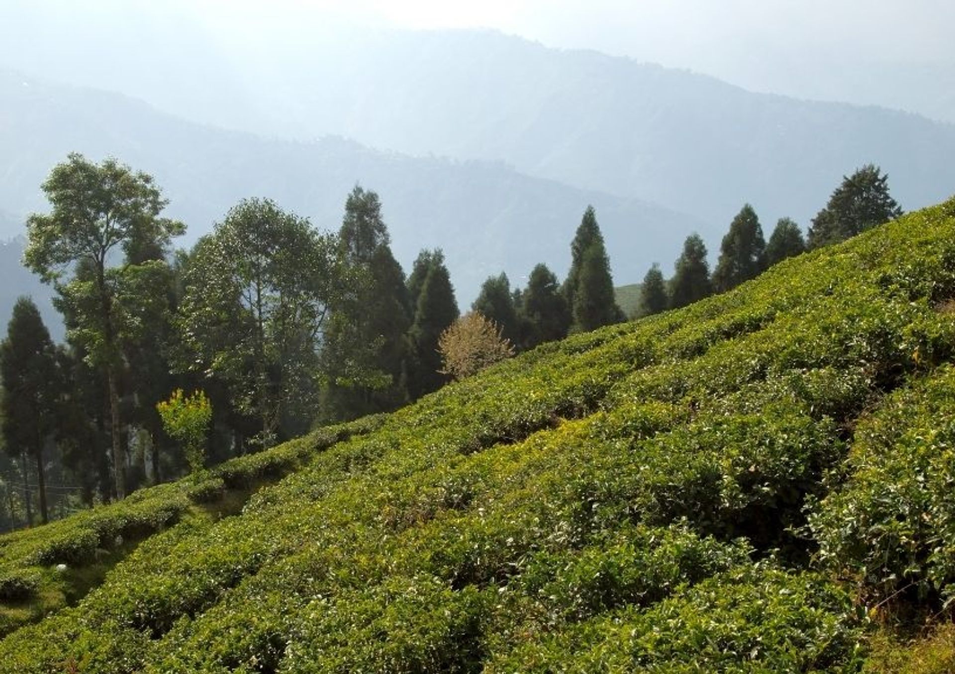 Mountains Calling: 5 Trekking Trails In West Bengal That You Must Explore