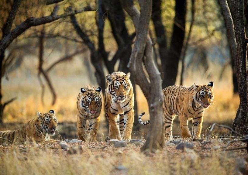 Here's The Difference Between National Park And Wildlife Sanctuary