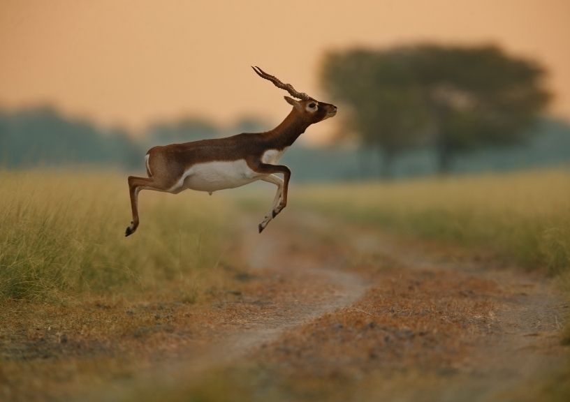 Explore The 'Wild' Side Of Rajasthan At These Lesser-known Sanctuaries