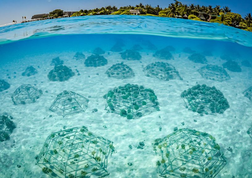 Here's How You Can Adopt A Coral In The Maldives