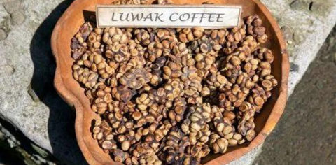 What Makes Kopi Luwak World's Most Expensive Coffee?