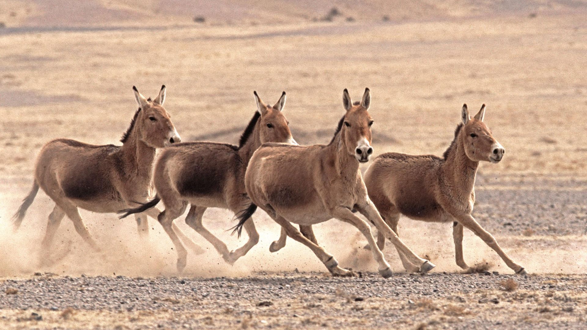 20 Thrilling Wildlife Experiences Across The Globe