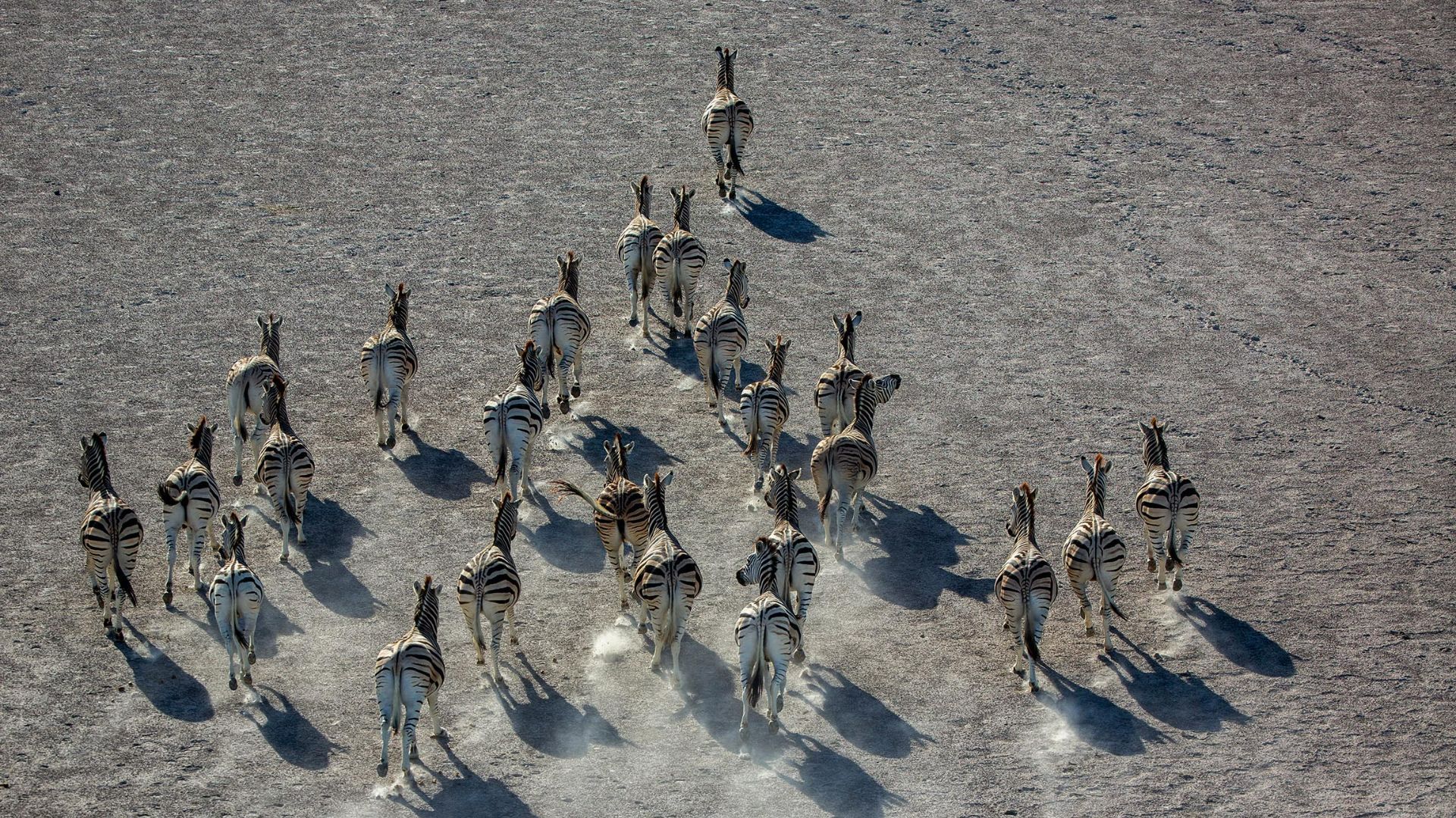 20 Thrilling Wildlife Experiences Across The Globe