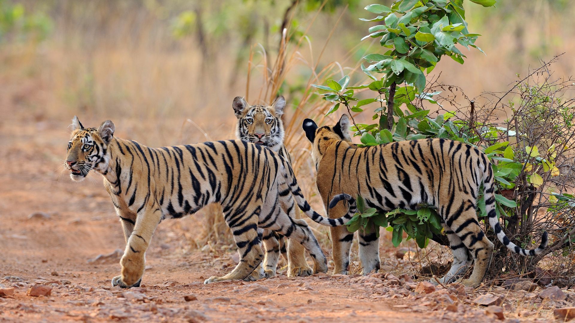 Meet Rathika Ramasamy, India's First Woman Wildlife Photographer