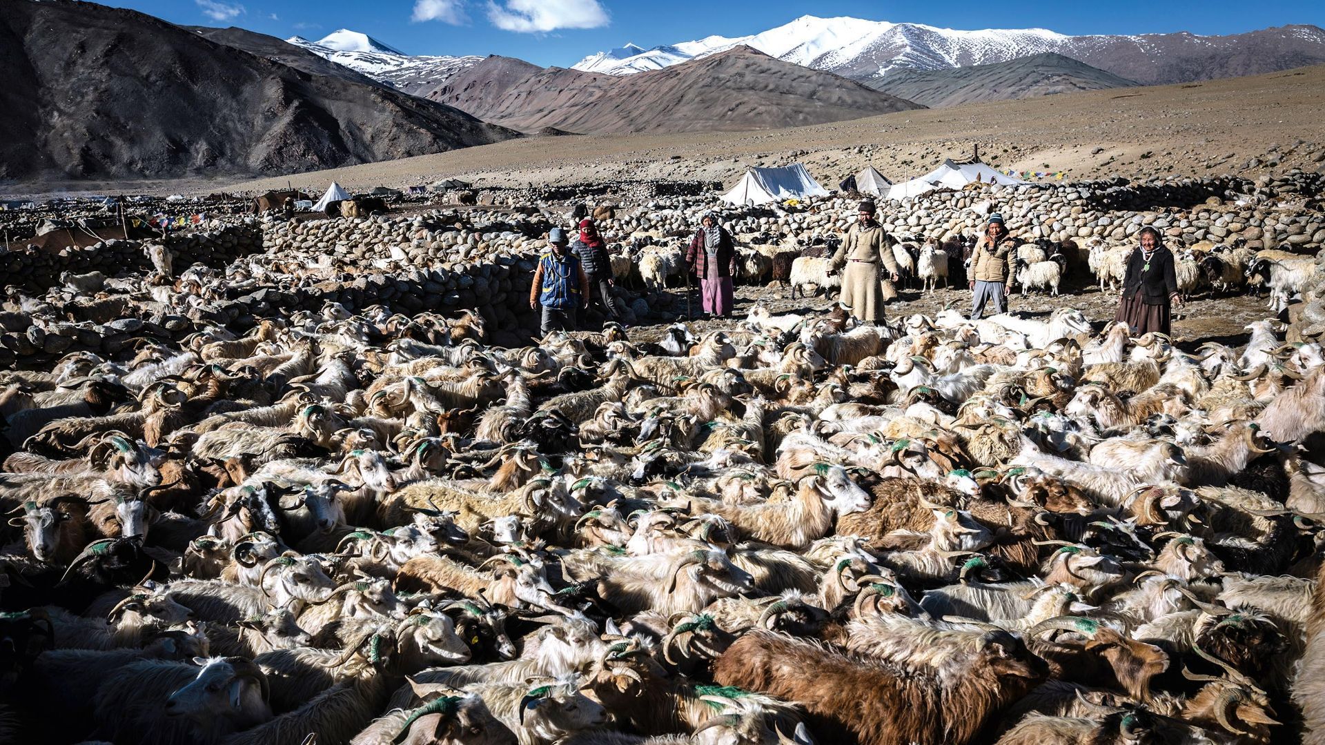 Exploring Changthang In Ladakh For The World's Finest Pashmina