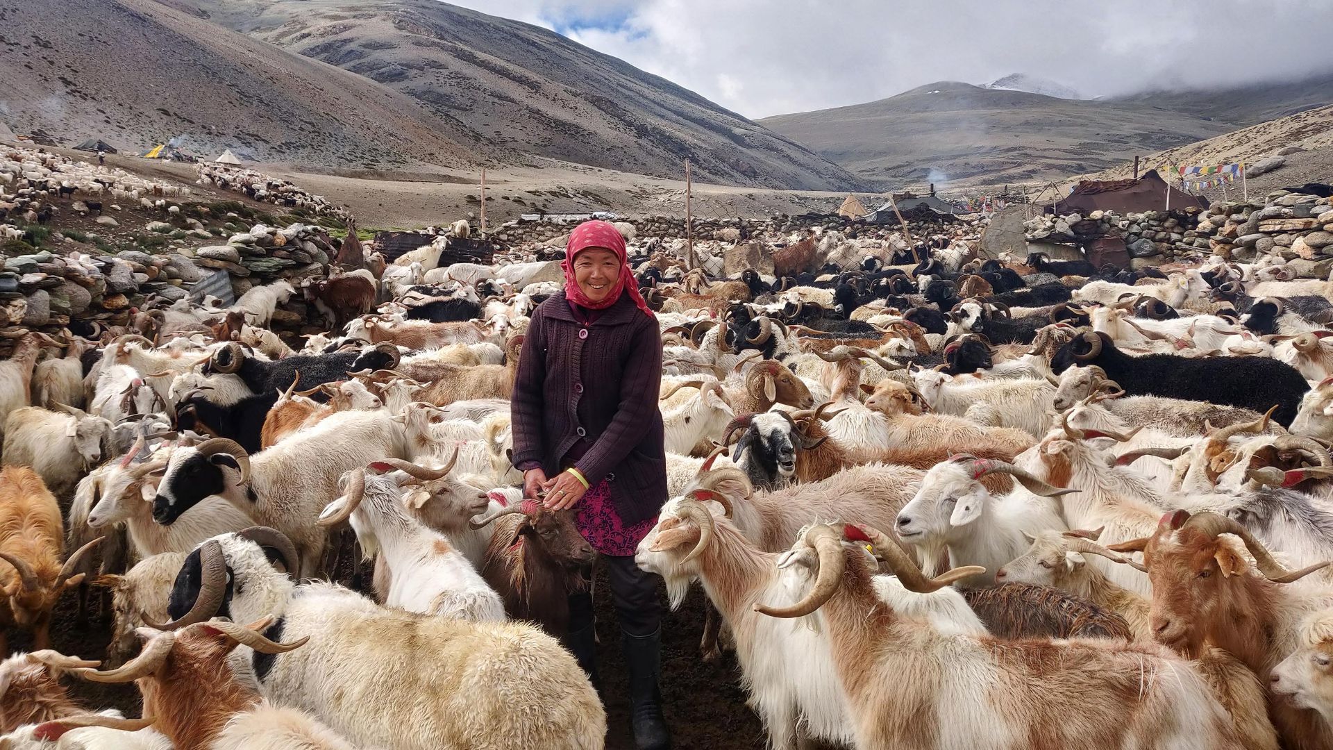 Exploring Changthang In Ladakh For The World's Finest Pashmina
