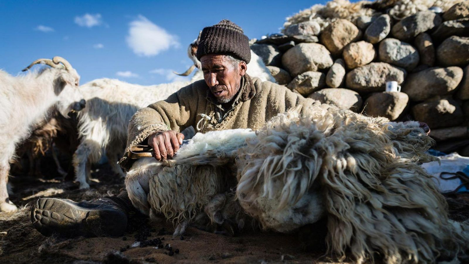 Exploring Changthang In Ladakh For The World's Finest Pashmina