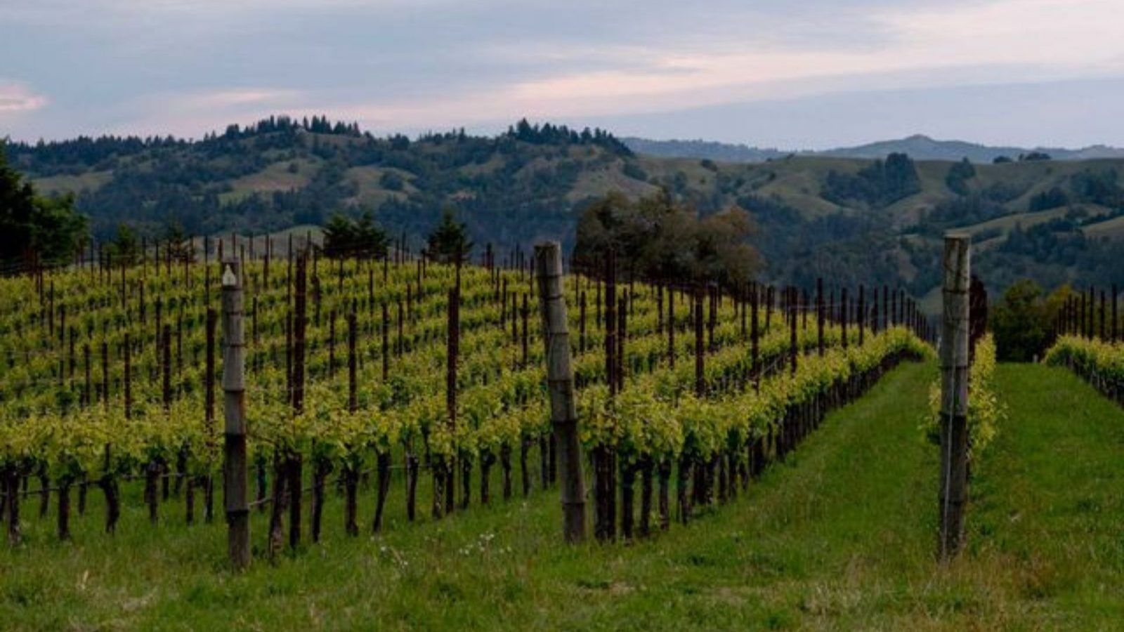 How California's Female Winemakers Are Changing How We Drink