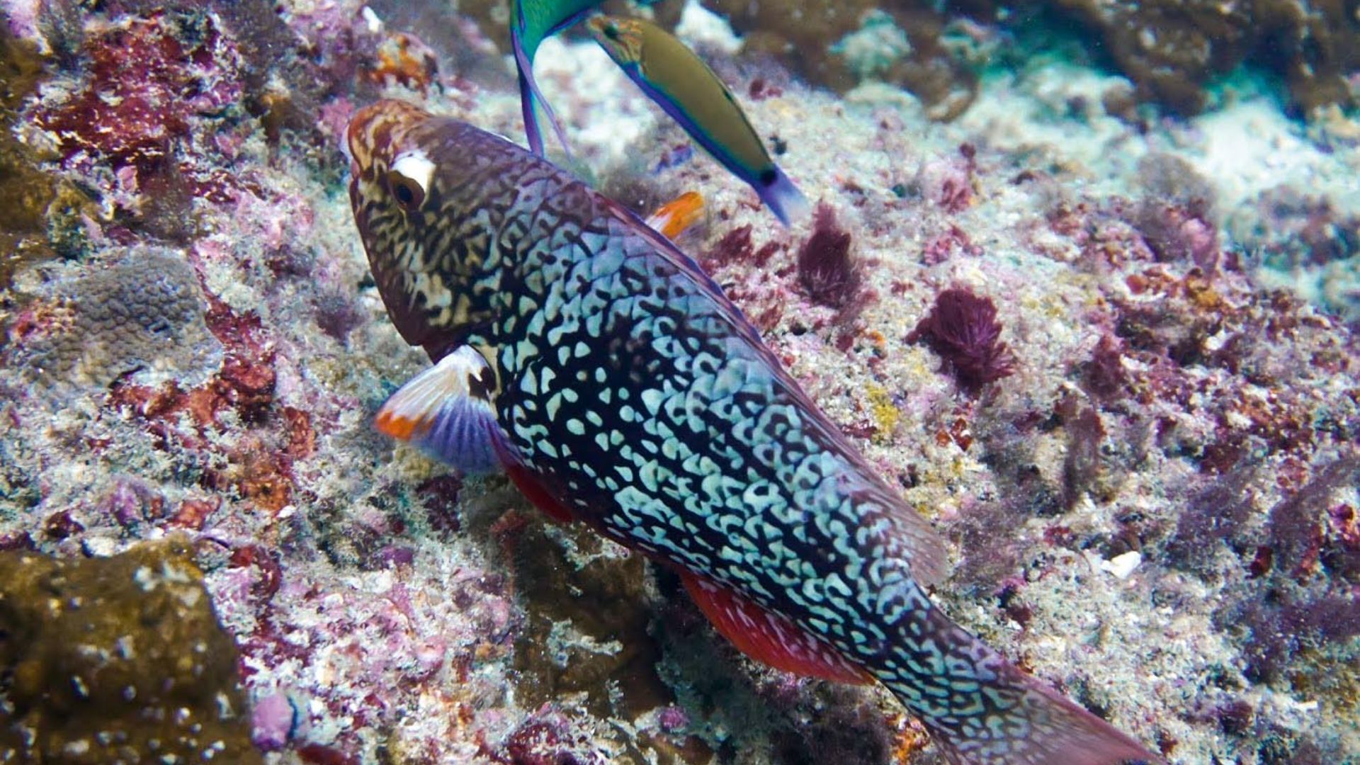 Dive Into The 50 Shades Of Blue At Maya Bay In Thailand