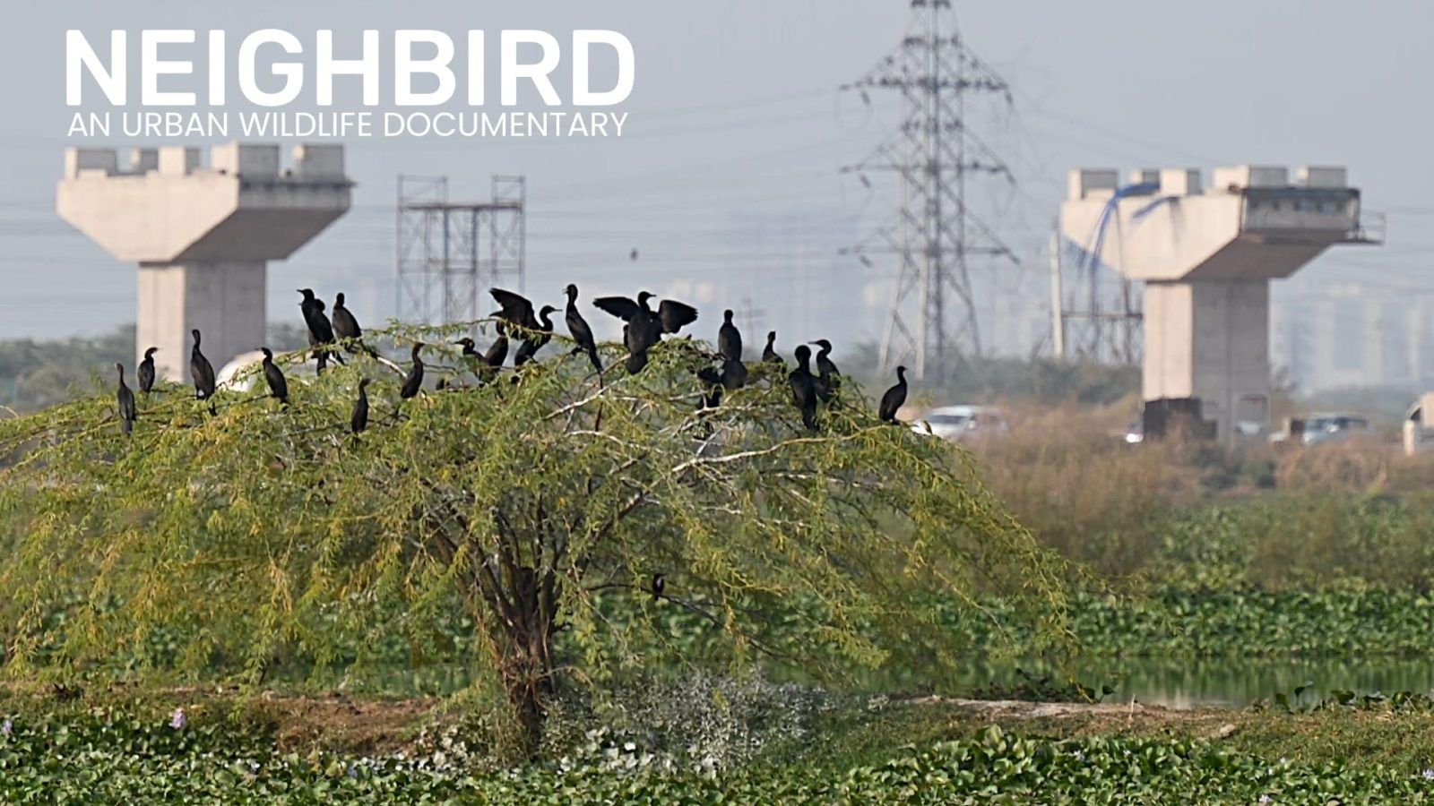 ALT EFF: India’s Biggest And First Film Festival On Environment Is