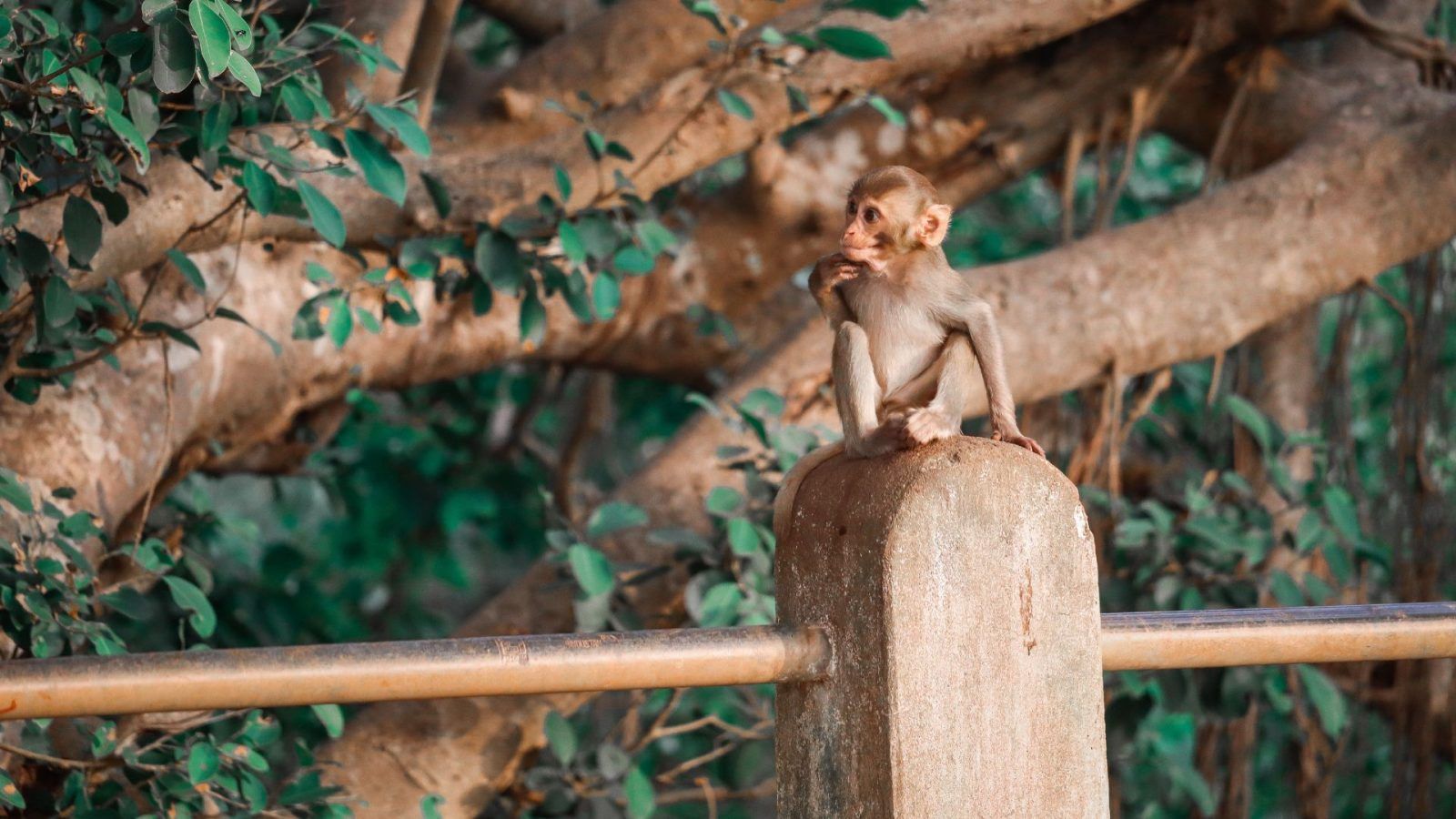 Loved Kantara? Here Are Places In India That Will Inspire Folklore Travel