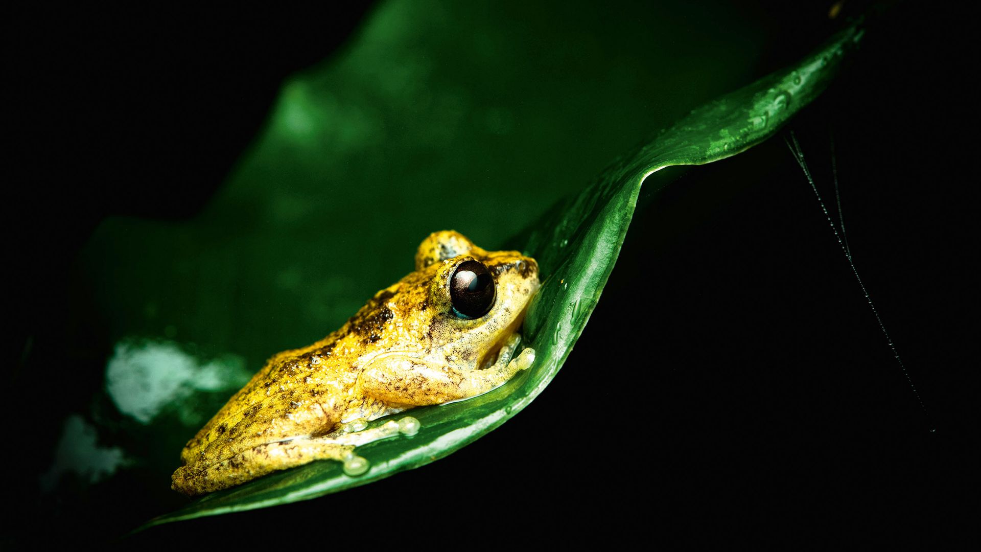 Through The Lens: Herping Around The Western Ghats — A Photostory