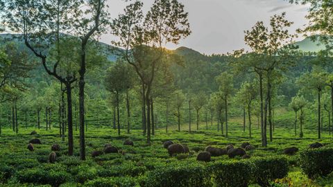 Through The Lens: Herping Around The Western Ghats — A Photostory