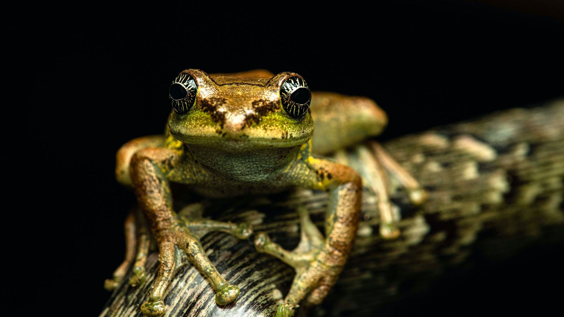 Through The Lens: Herping Around The Western Ghats — A Photostory